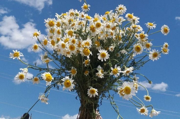 Bunga terakhir. Bunga tera | by Berry_bluo | Medium