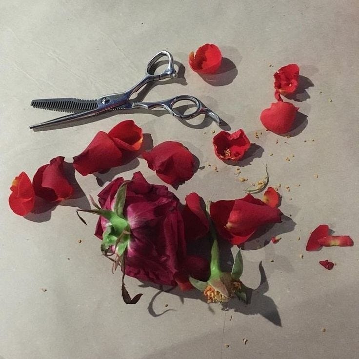 The Memory of Red. A very peculiar household in the… | by kiša abigail ...
