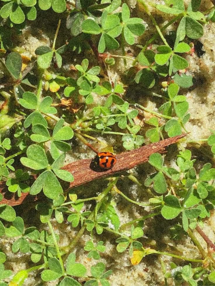 Bug’s Life. I feel stupid. | by Lady Bug | Mar, 2025 | Medium