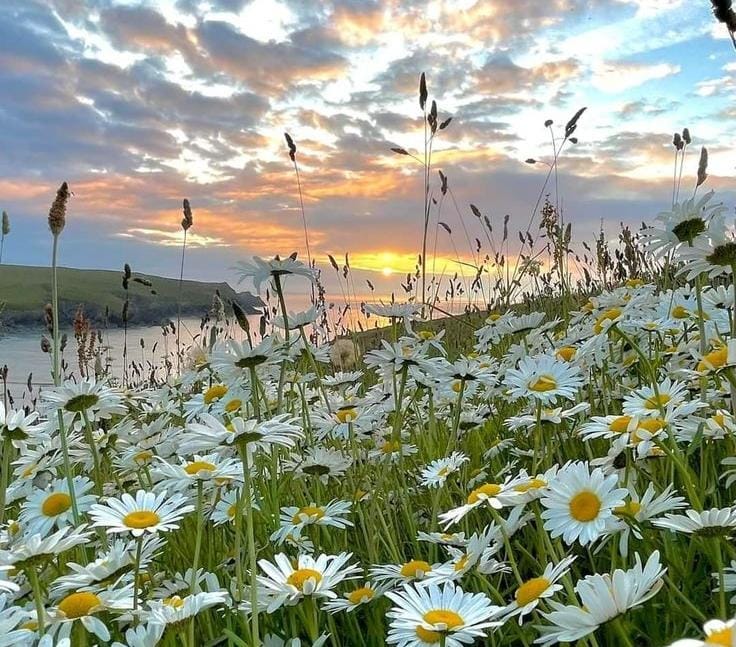Two Daisies in the Same Field. It`s April, warm greetings to you! | by ...