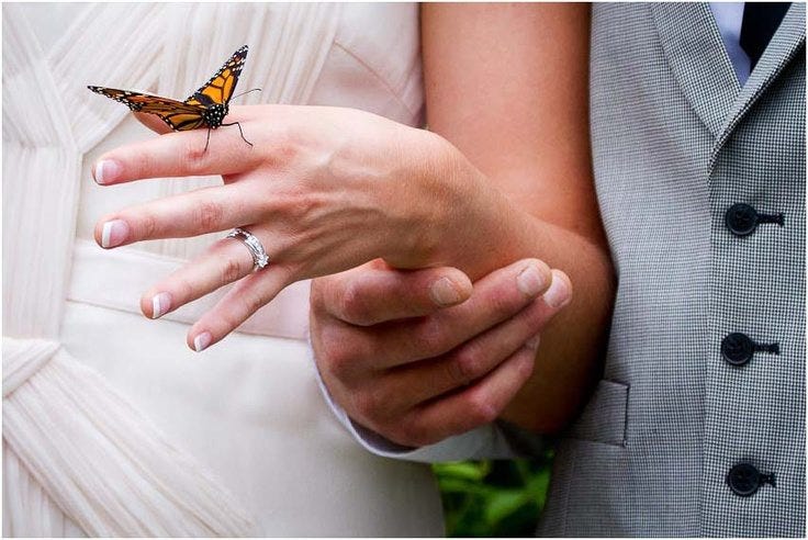 How To Use Butterflies At Your Wedding To Spread Love? | by Farfalla ...