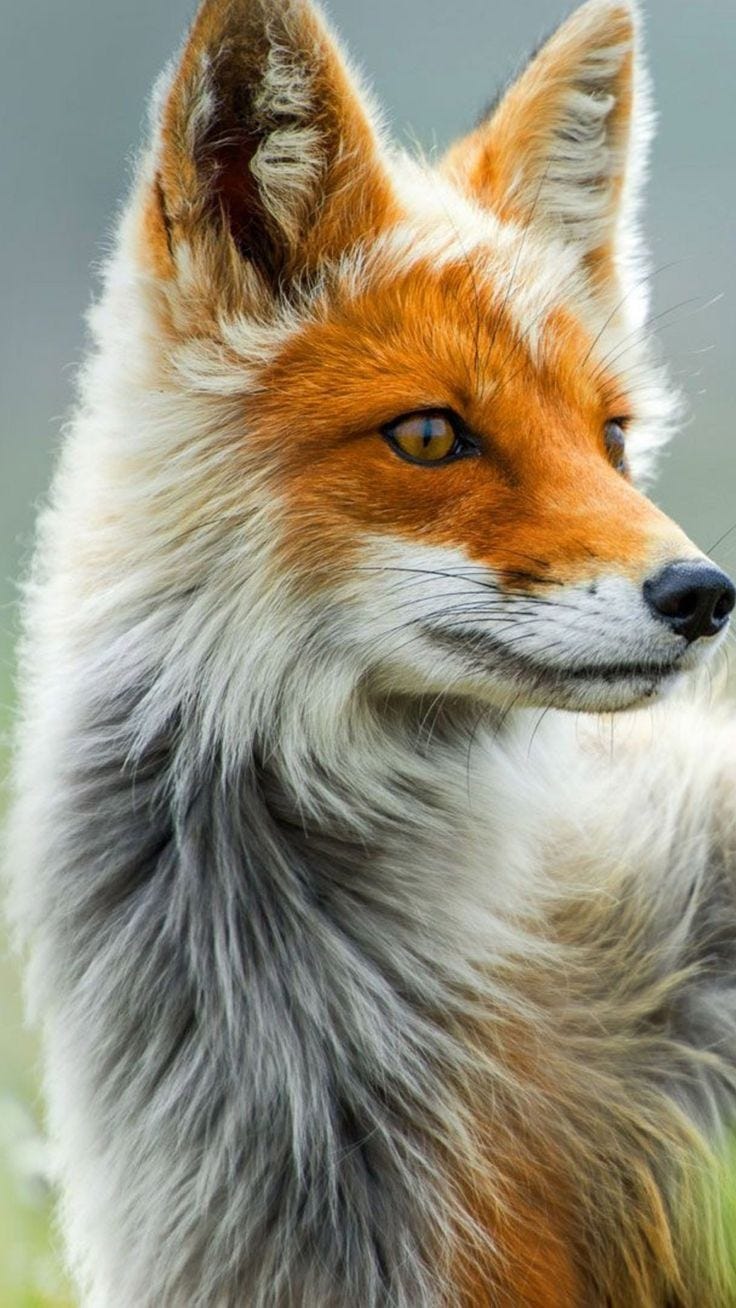 Arquétipo da raposa. Fonte: catarse para evolução e… | by Biokinesis ...