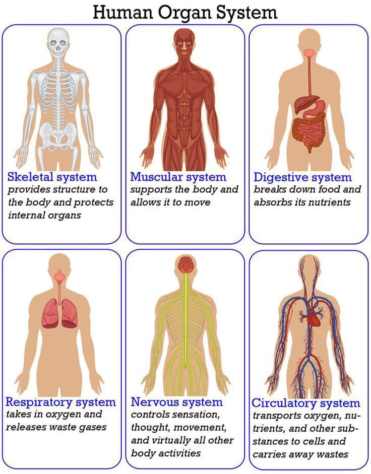 Organ and system level. Organ and system level | by Faizan Joyia | Nov ...