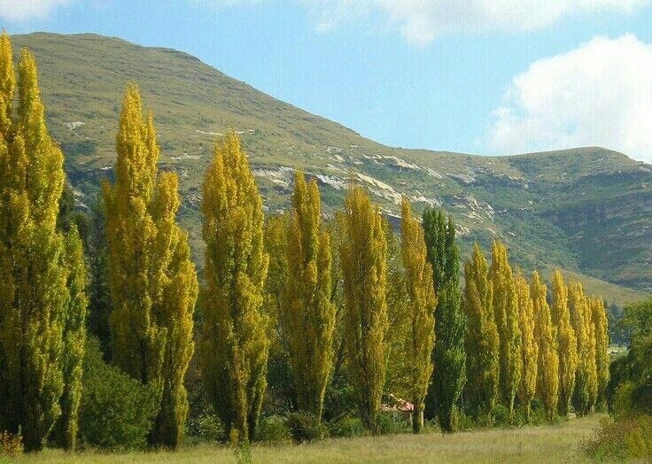 Pohon Poplar - SA Adha - Medium