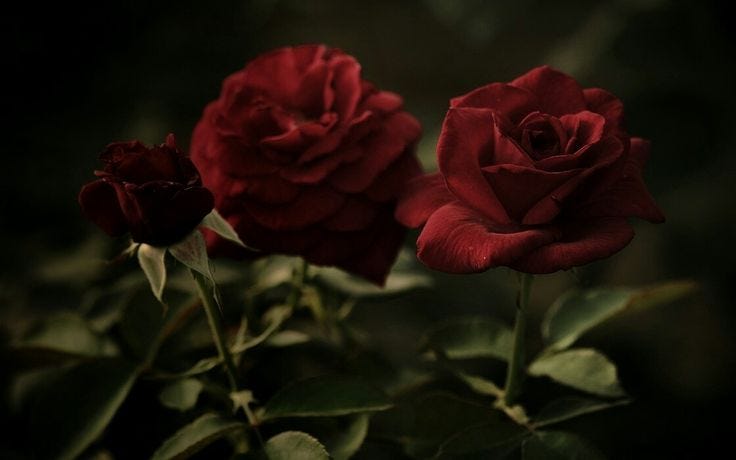 🌹Things That Grow Back - YTHUSARA - Medium
