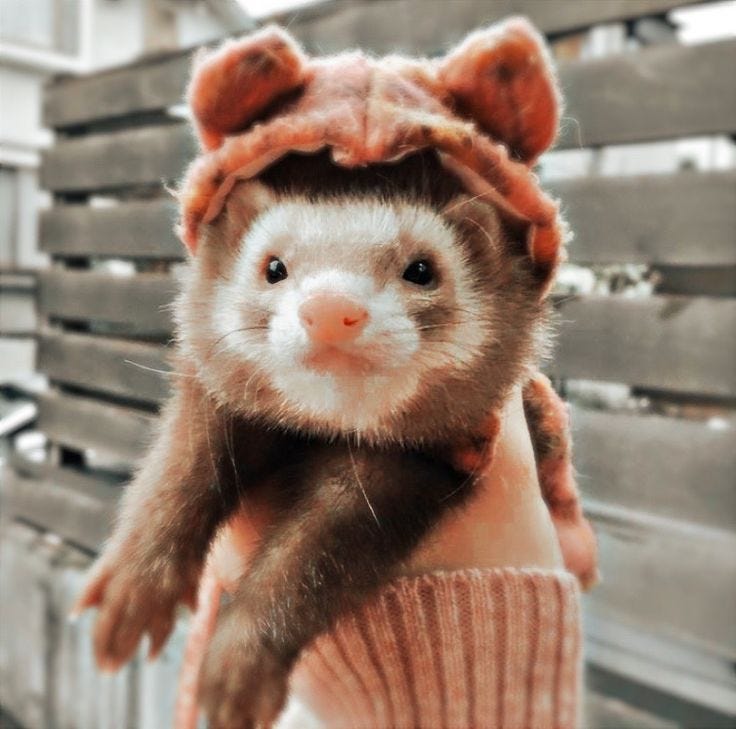 Do Ferrets Like Cuddling With Humans? | by Minaa Sohail | Medium