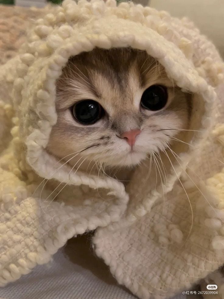 a day in meow-ting life! - Rai - Medium