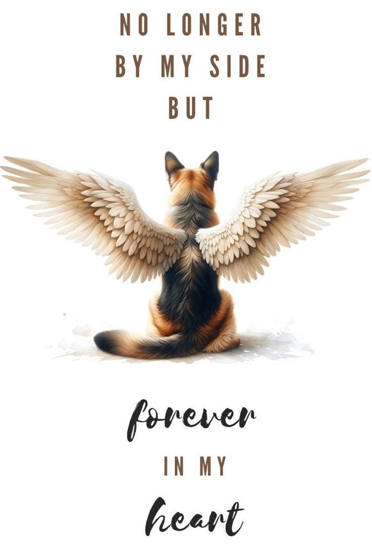 The German Shepherd's cry | by Wonderstosin | Feb, 2026 | Medium