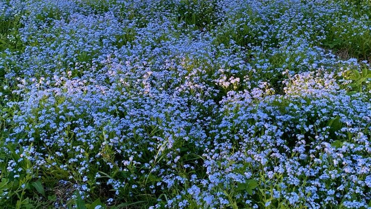 forget-me-nots won’t make you remember me | by haevenquill | Medium