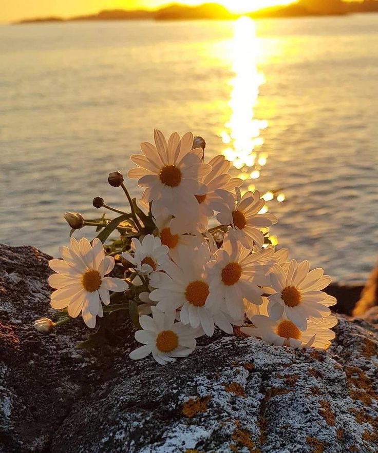 I HATE SUNDAYS…….. My mother loves Sundays. She gets up… | by Sunsets ...