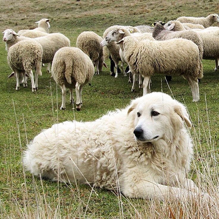 The Guardians — Part Thirteen. The Lady and the Lhasa | by Chris ...