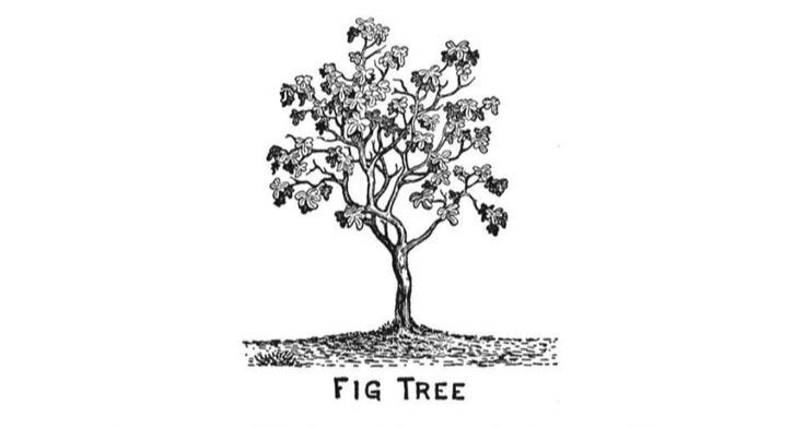 All the Lives I Could Live Beneath the Fig Tree: The Bell Jar by Sylvia ...