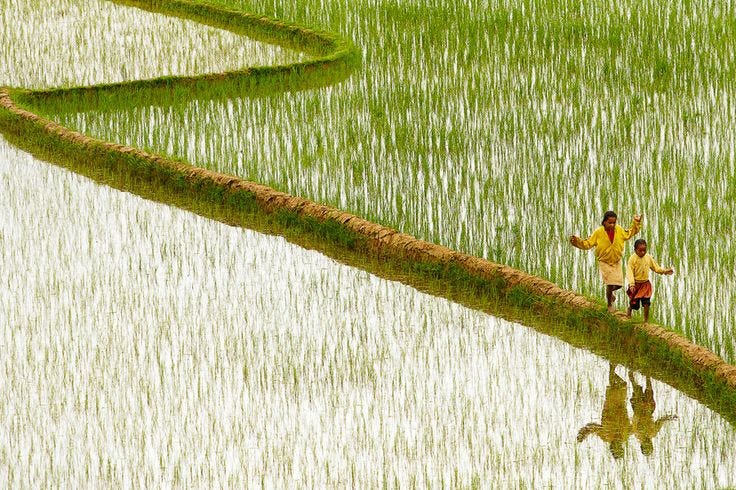 Pest on a Rice Field. (by lara) | by Lara | Medium