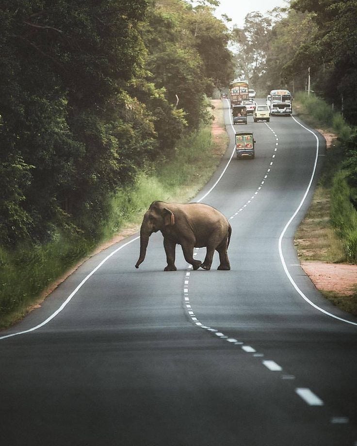I learned a great life lesson while crossing the road | by Prashant ...