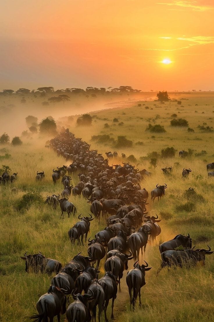 A scenic Beauty, endless plains,the great wild beast migration, and a ...