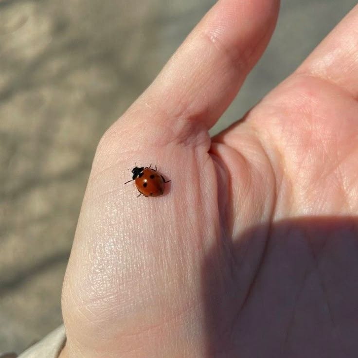 The Curious Case of the Lalabug This morning, I sent her a ladybug. It ...
