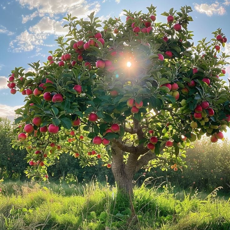 The Fascinating World of Apple Trees | by Sunnybaba | Jan, 2025 | Medium