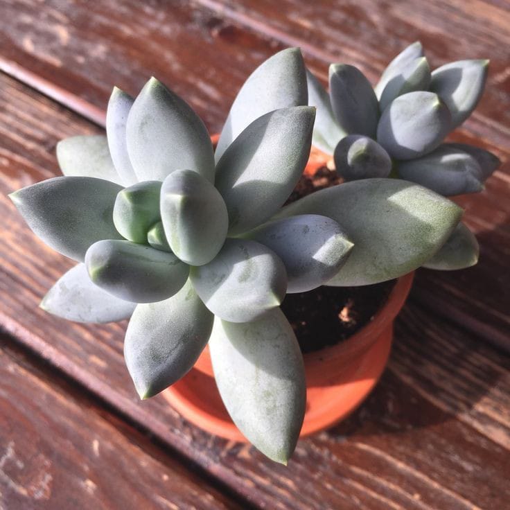 Moon Silver Succulents : Best Plant for Beginners | by Gayathri Devadas ...