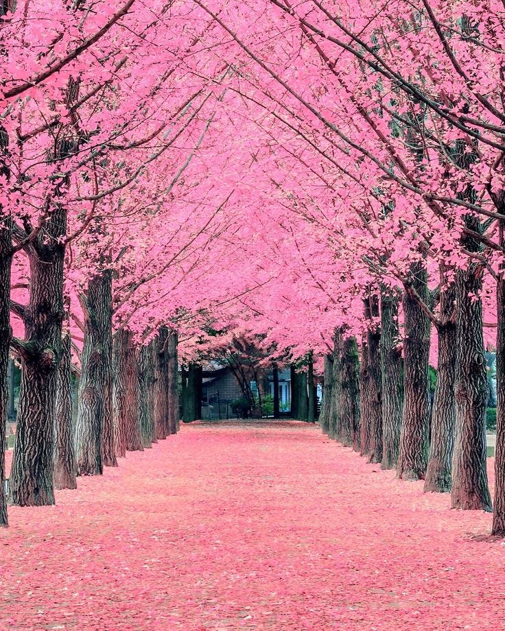 Spring Season - zain ch - Medium