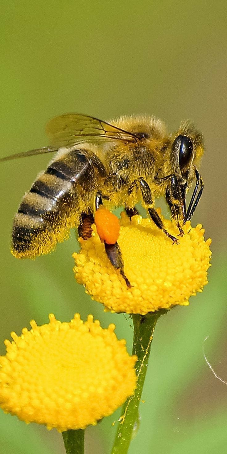 The Power of Pollinators: How Bees, Butterflies, and Other Insects ...