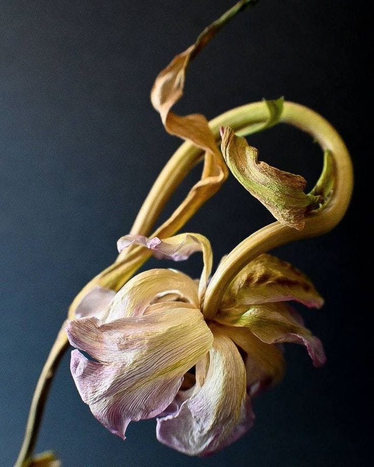 Wilted Iris. My Irises Have Wilted, What have I… | by seryne | Jun ...