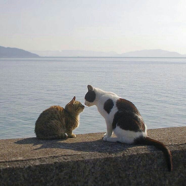 The calm that she missed. Melihat Galen berdiri di depan pintu… | by K. | Jan, 2024 | Medium