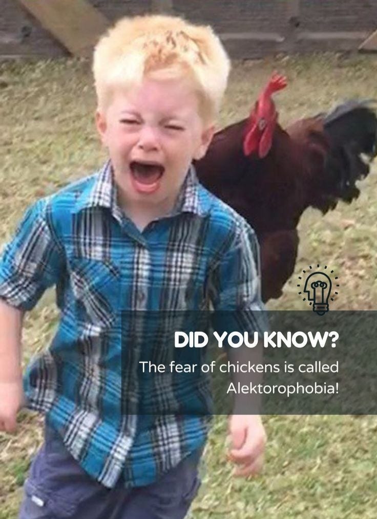 Alektorophobia: Beating Extreme Chicken Phobia | by Amina Ramzan | Medium