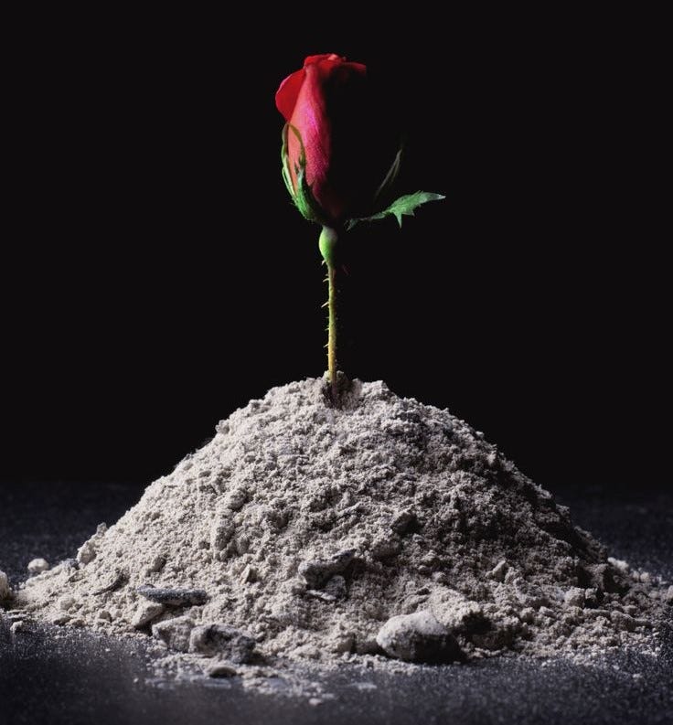 Poem 6— The The Garden of Ash - Akash sharma - Medium