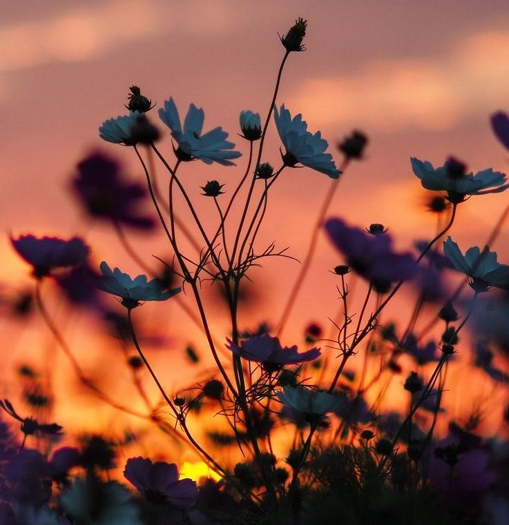 I’m new here!. Hi! This is just a little introduction… | by Rida Rehman ...