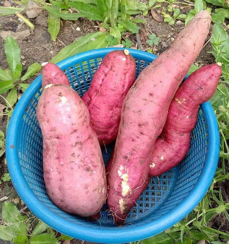 Sweet Potatoes — มันเทศ (Man Thet) — Ipomoea batatas | by Hua Hin ...