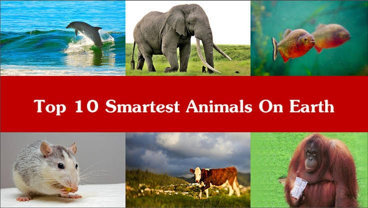 Smartest Smartest Animals in the World | by Wild's gravity blog | Medium