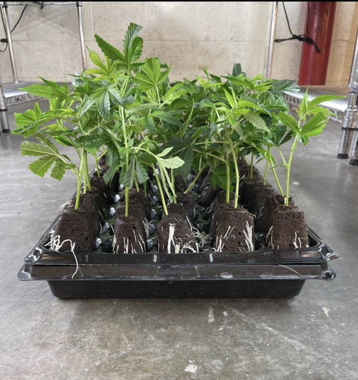 Fresh Clones available in Los Angeles | by David | Medium