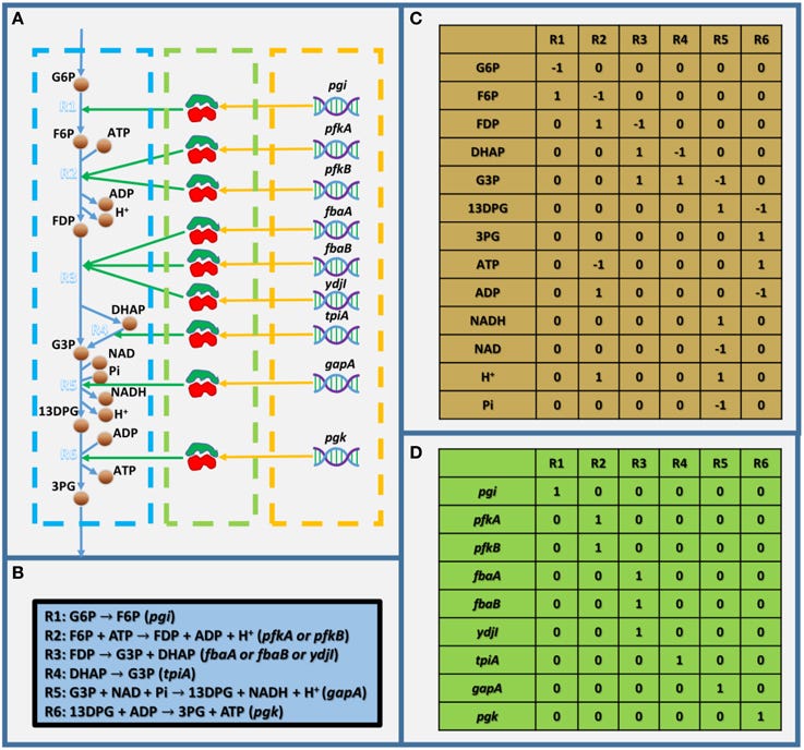 Genome-Scale Metabolic Models And Flux Balance Analysis | Medium