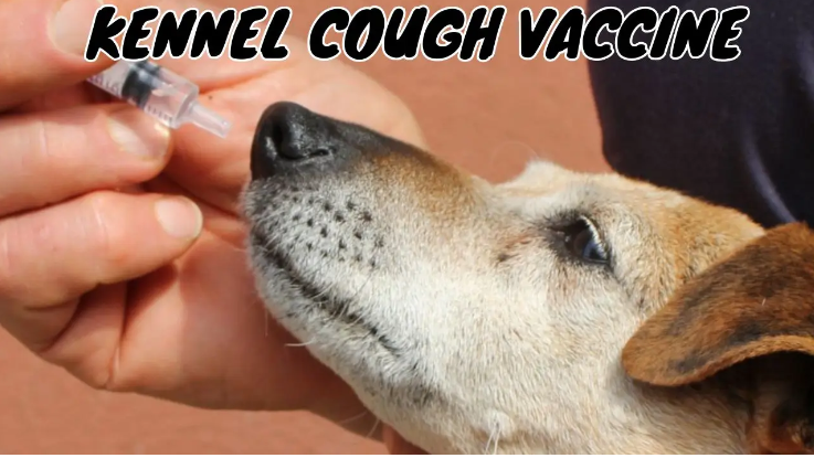 Kennel Cough Vaccine. Kennel cough, or canine infectious… | by Jiozee ...