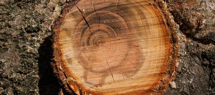 How Trees Recover from Wounds and Pruning | by Tree Removal Services ...