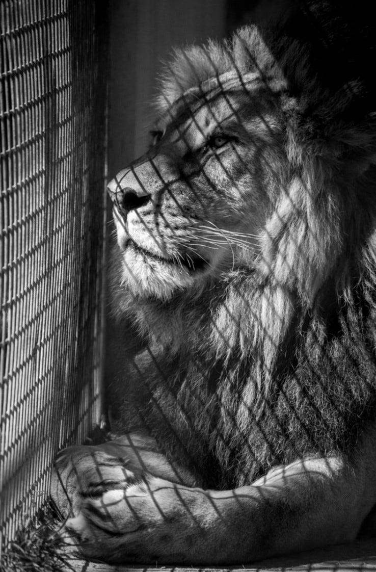 The Prisoner 2 - The Old Poet - Medium