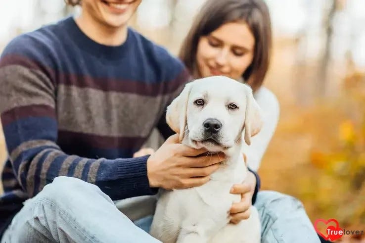Puppy Love. As a dog lover, I can attest to the… | by True Lovez | Medium