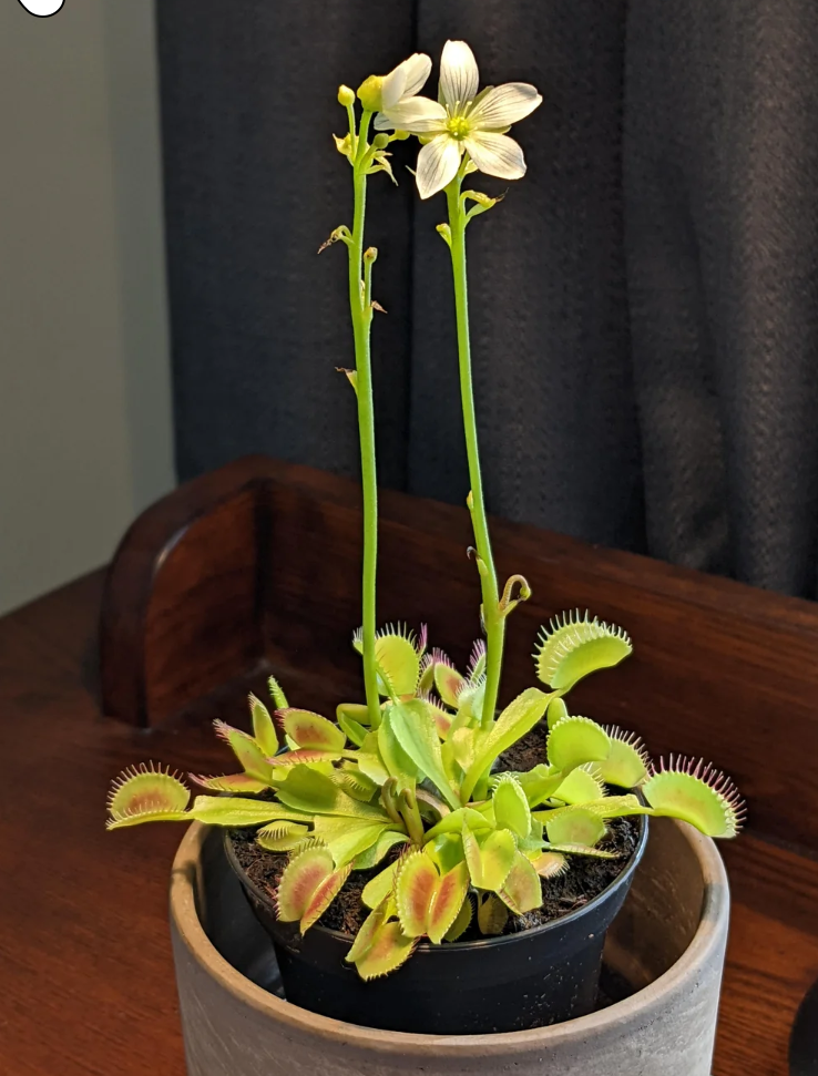 My Husband’s Green Venus Flytrap Is Blooming | by Toni Crowe | No Air ...