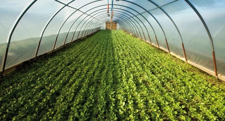 Greenhouses Need Sun Protection Tool. A greenhouse offers plants ...