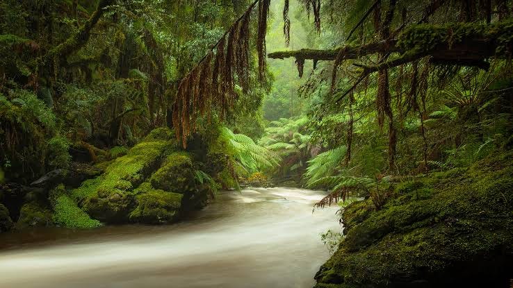 A Nature Bath. Ben Wilkinson | by Abigail Rose Jones | Medium