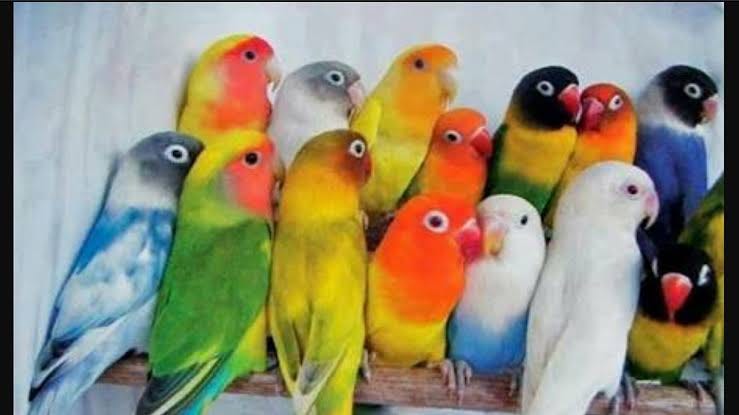 Love Birds: Everything You Want to Know about Their Care and Behavior ...