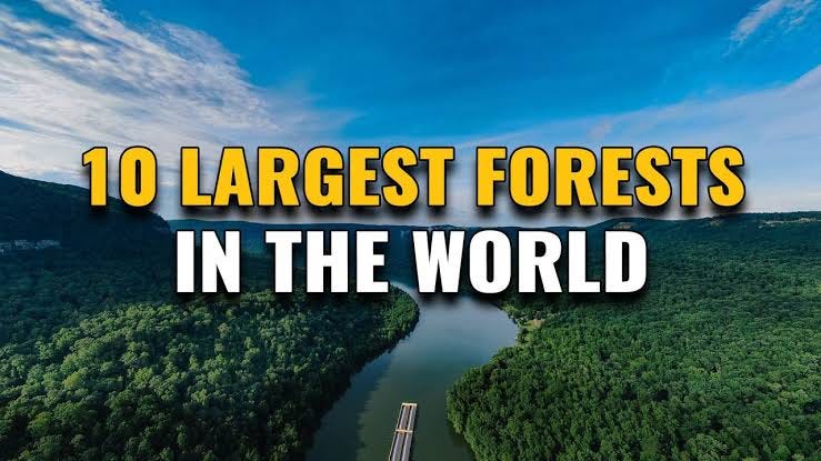 Top 10 Largest Forests in the World | by Tipsli | Sep, 2024 | Medium