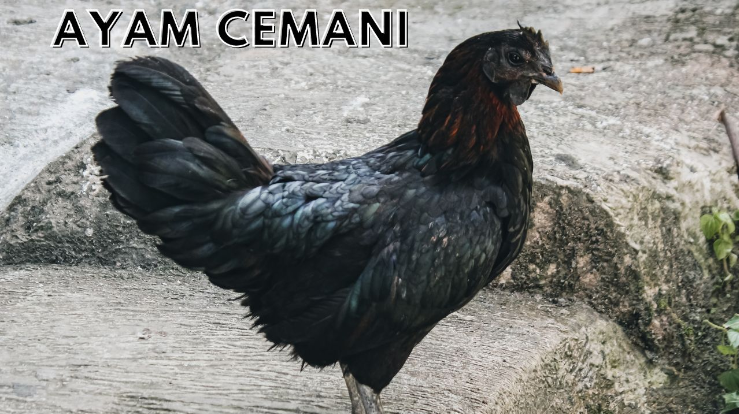 Ayam Cemani. The Ayam Cemani breed, which has its… | by Jiozee | Dec ...