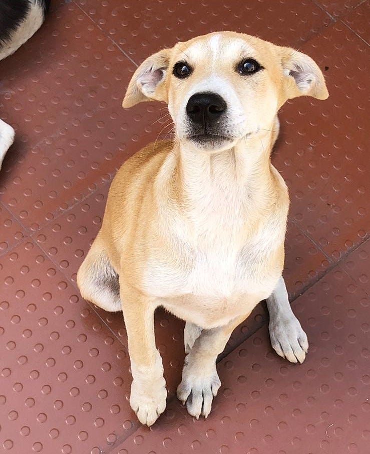 Our Furry Friends in Animal Shelters | Medium