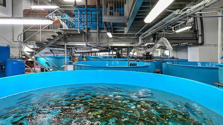Agri-tech boosts fish farming sustainability and efficiency within ...