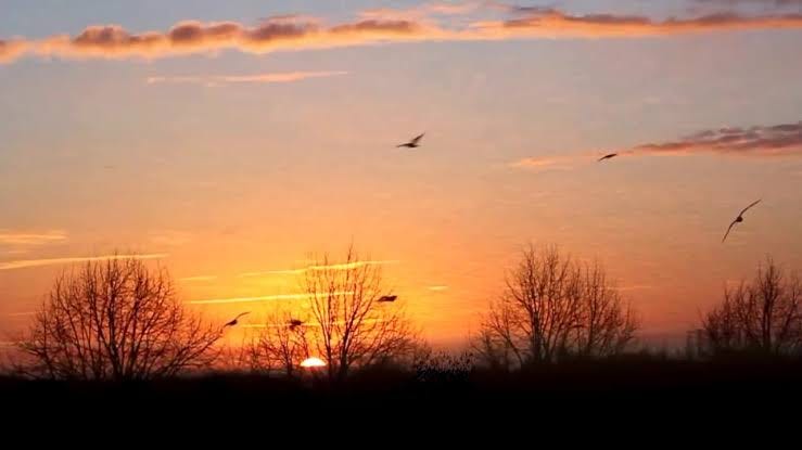 BEGINNING. Sun woke Birds took flight A new day… | by Dr.MAROOF PALL ...