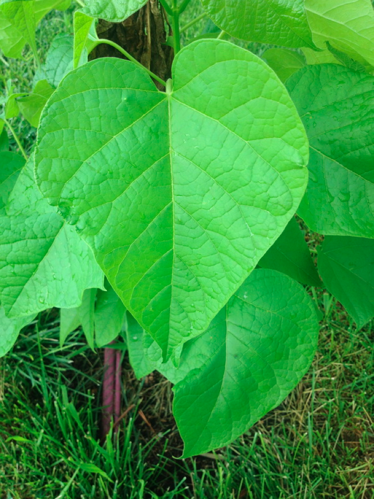 Wings and Roots: The Wonder of the Kanoa Tree | by Emily Nielsen | Medium