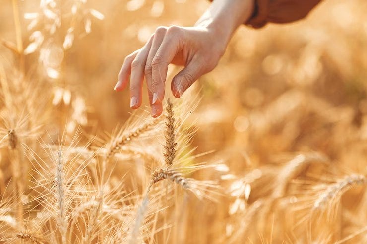 Everything You Need To Know About Wheat From Month Through An API | by ...