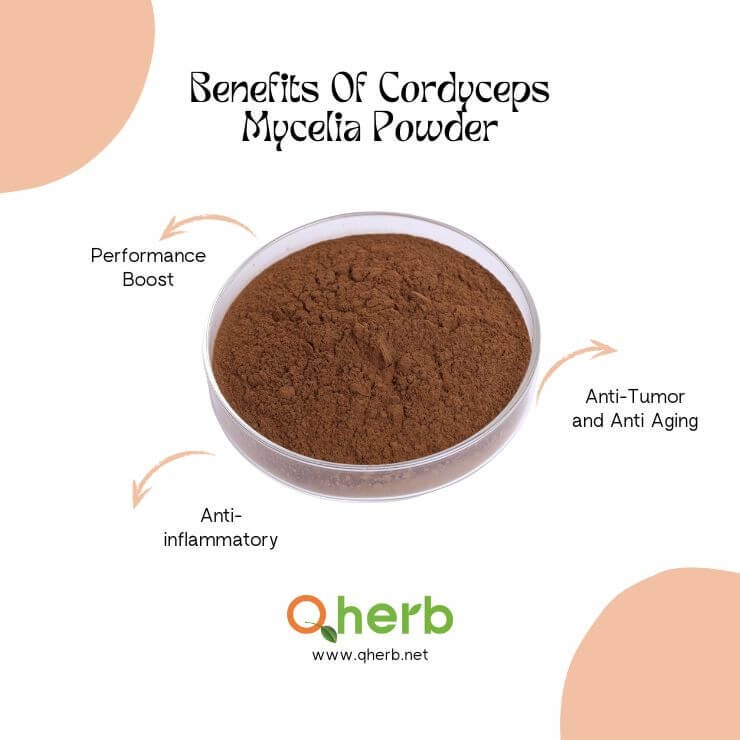 Benefits And Side Effects Of Cordyceps Mycelia Powder | by QherbExtract ...
