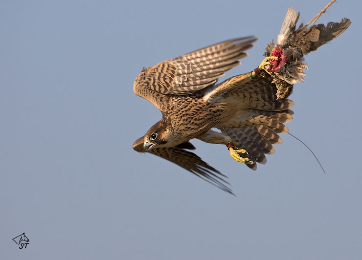 Death of a Falcon. When I was in basic training, I had a… | by Tomer ...